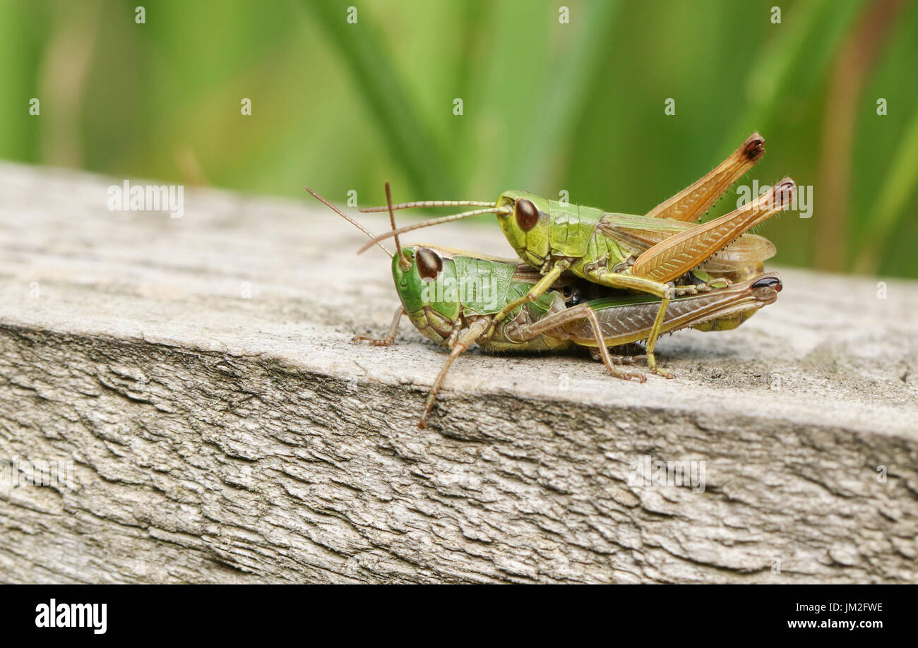 A mating pair of Meadow Grasshopper (Chorthippus parallelus Stock Photo ...