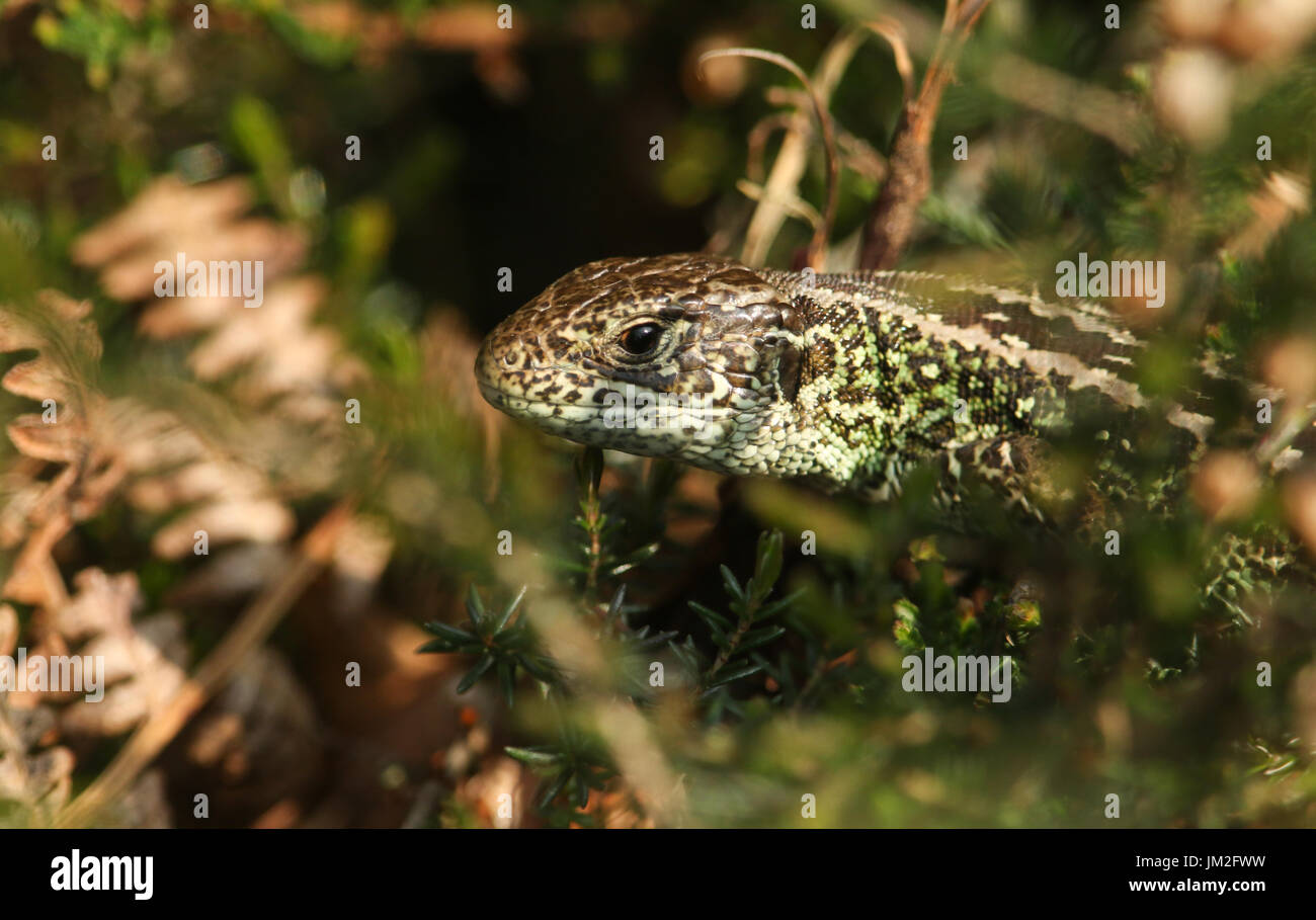 British lizard hi-res stock photography and images - Alamy