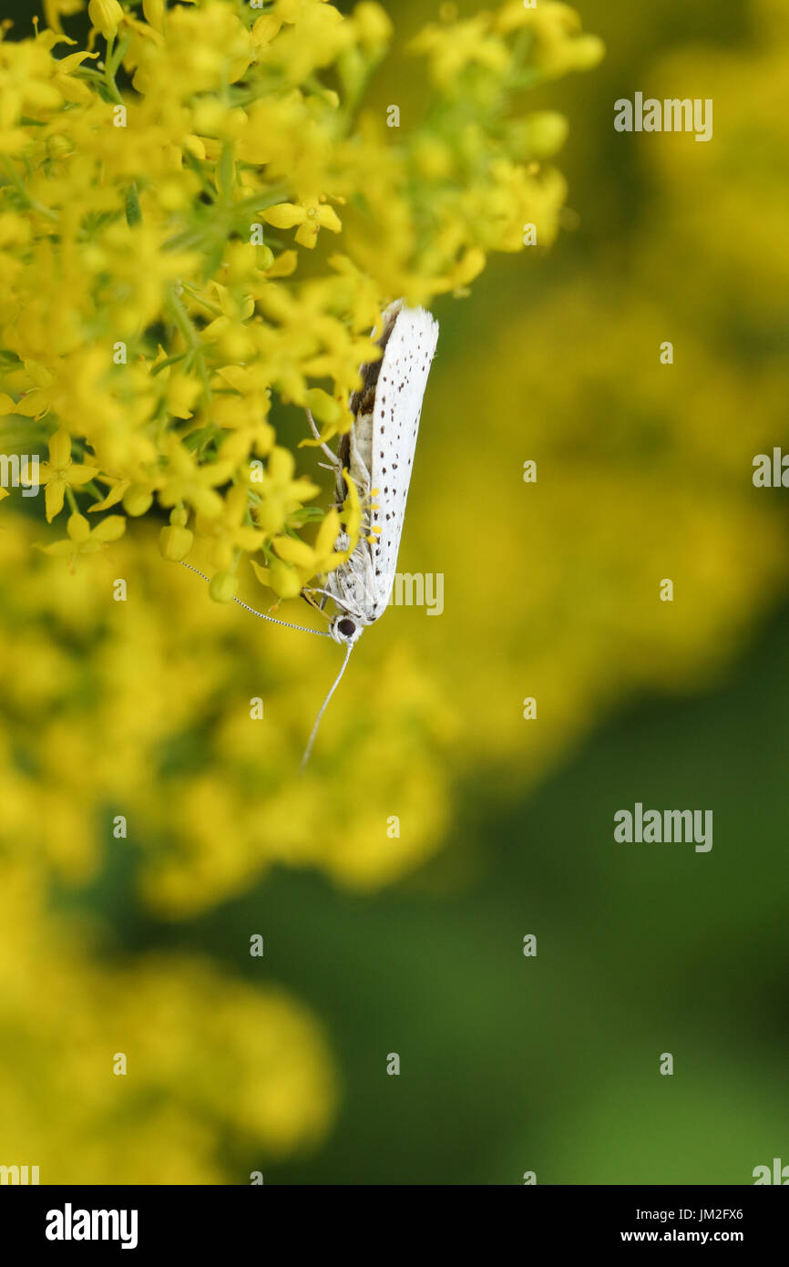 A tiny Bird-cherry Ermine Micro Moth (Yponomeuta evonymella) nectaring ...