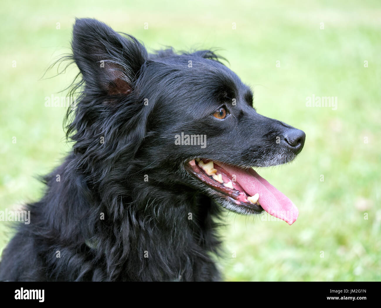Cute black dog. Alert portrait Stock Photo - Alamy