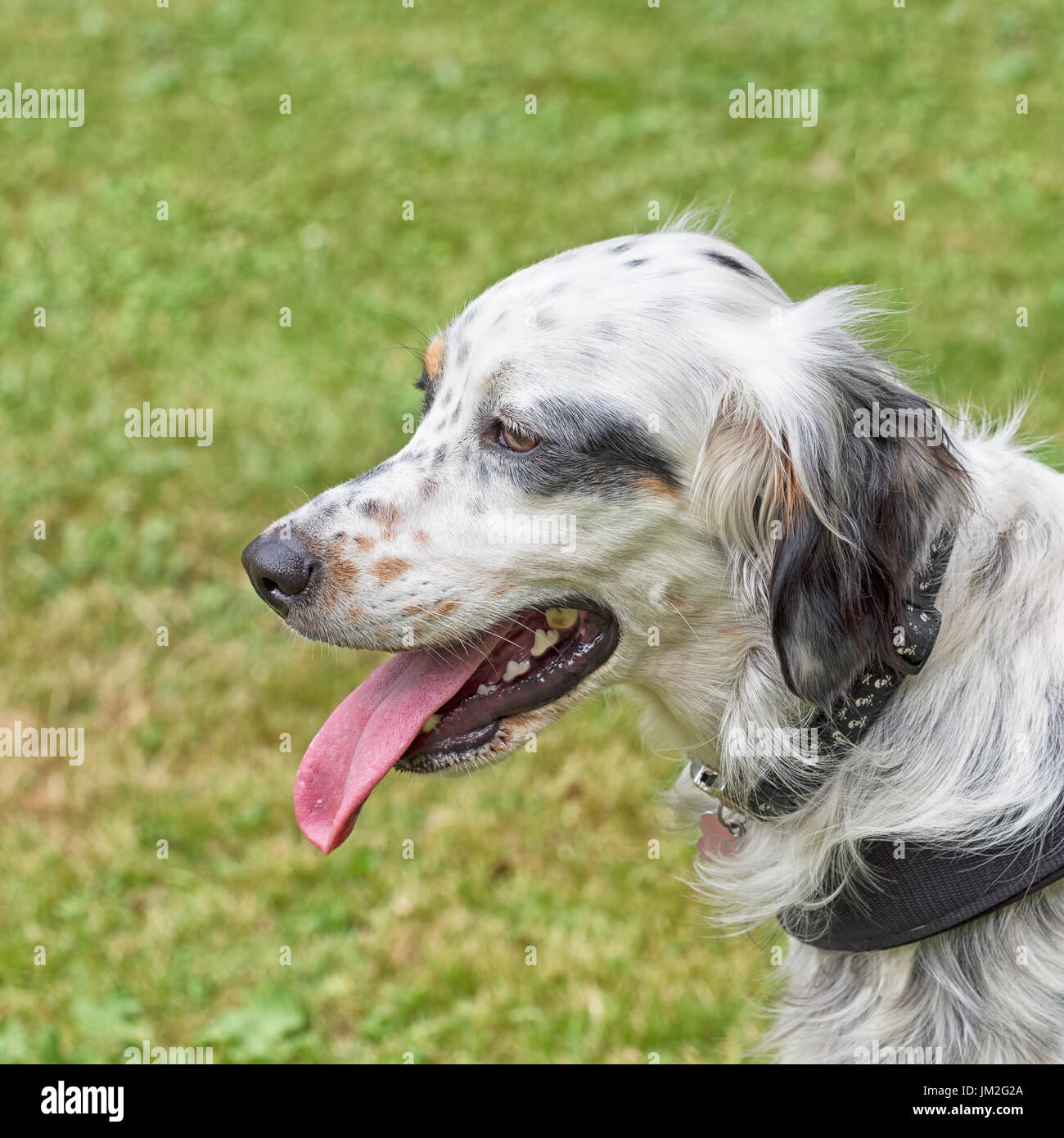 Whte dog hi-res stock photography and images - Alamy