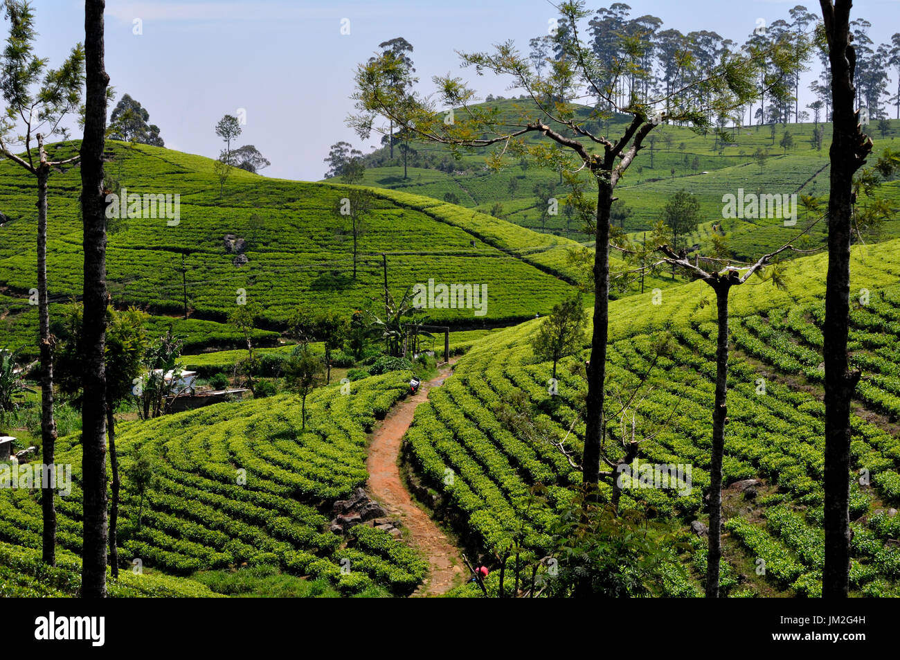 Tea estate sri lanka hi-res stock photography and images - Alamy