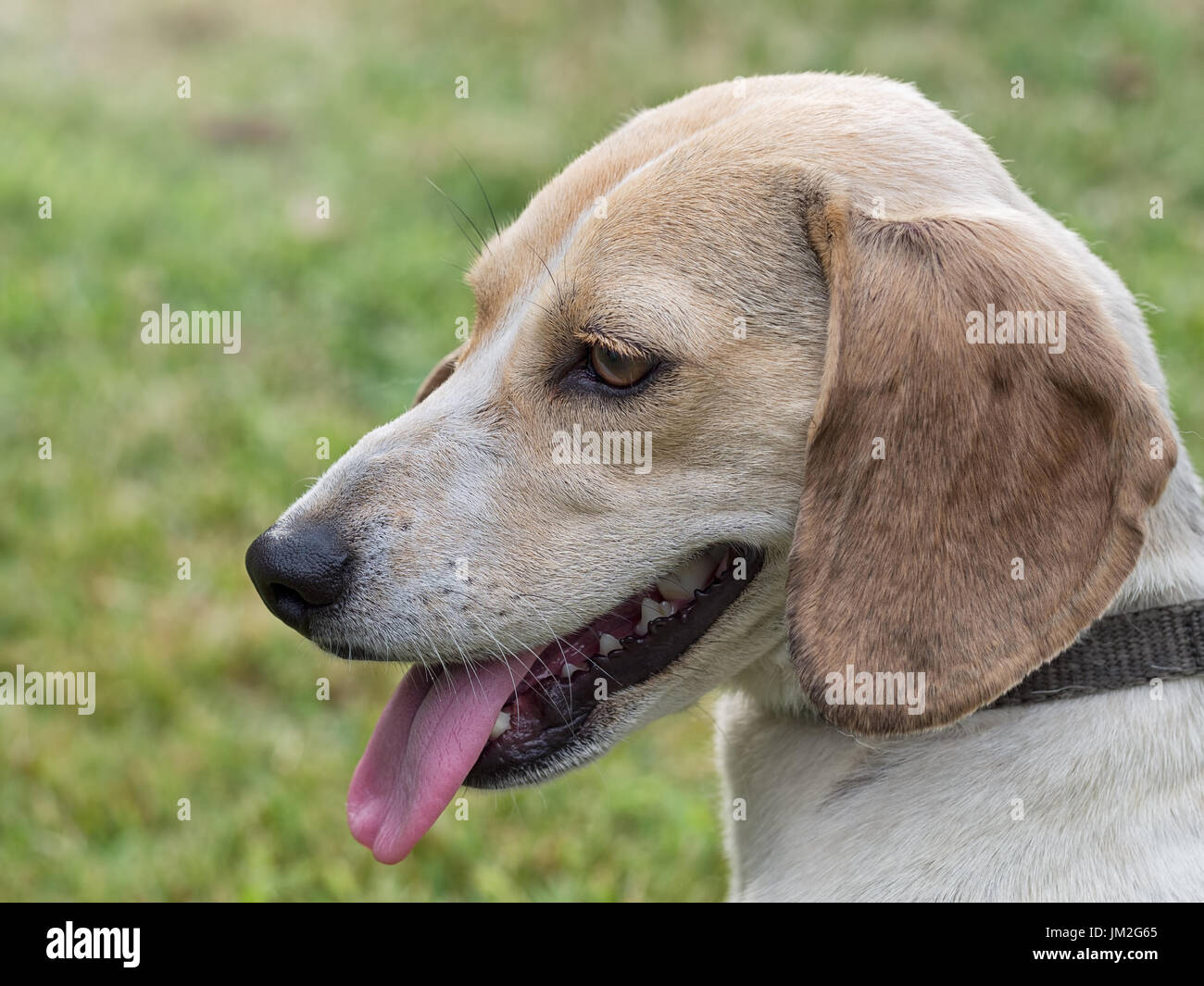 Dog face. Looks sad Stock Photo - Alamy