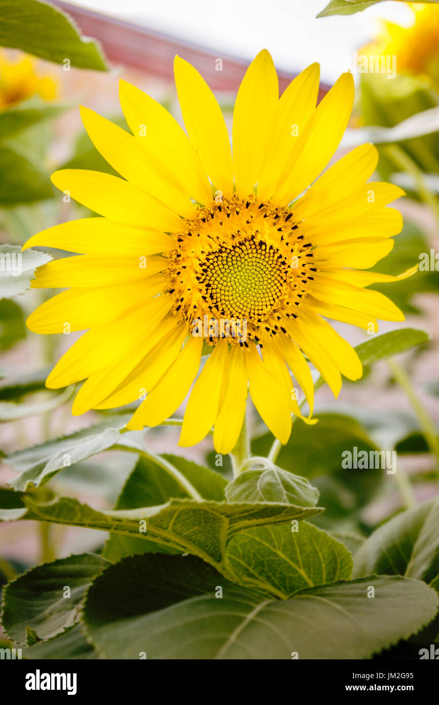 Single sunflower in country garden hi-res stock photography and images ...