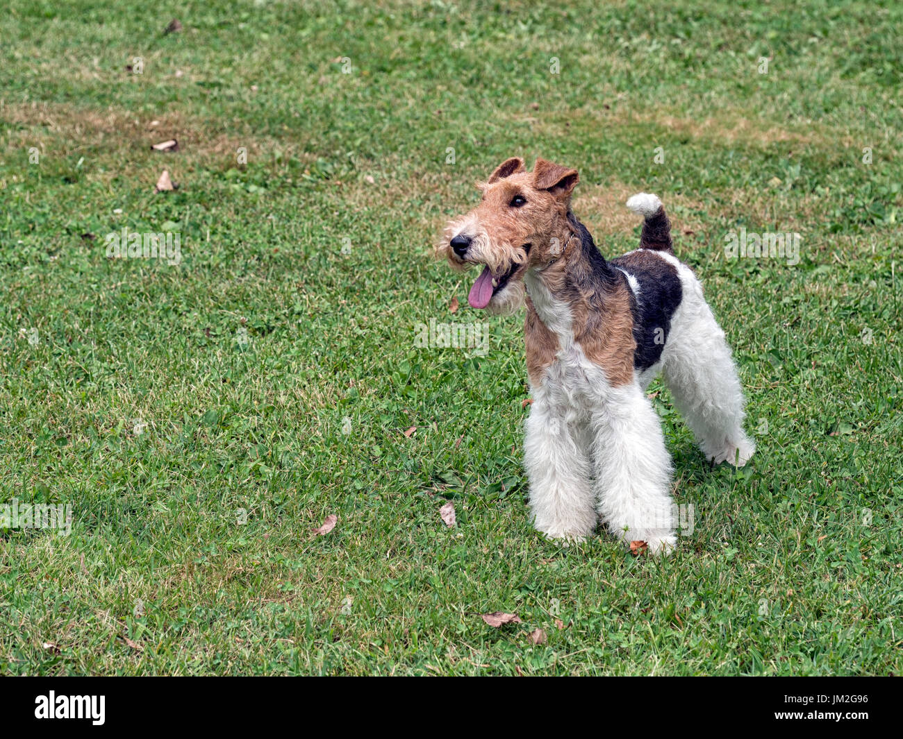 Wire hair fox terrier Stock Photo - Alamy