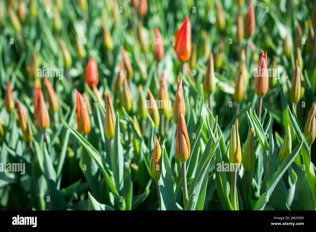 Blooming spring flowers as a colorful background Stock Photo - Alamy