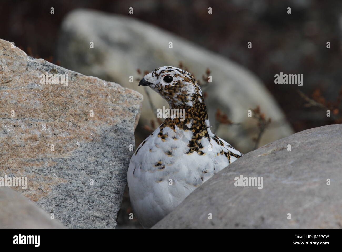Rock Ptarmigan (Lagopus Muta) hiding among rocks showing the start of ...