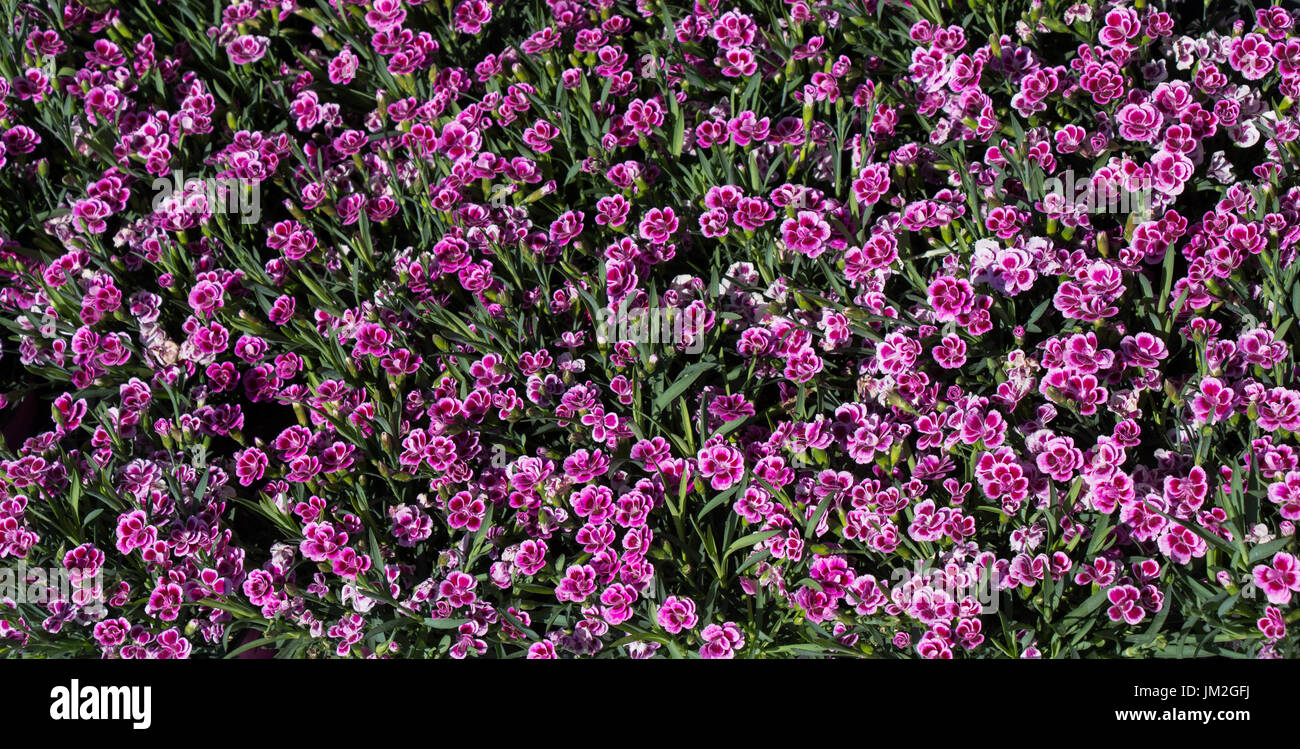 Blooming spring flowers as a colorful background Stock Photo - Alamy