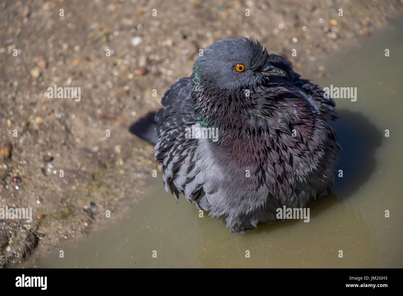 City pigeons bath in the muddy water Stock Photo - Alamy
