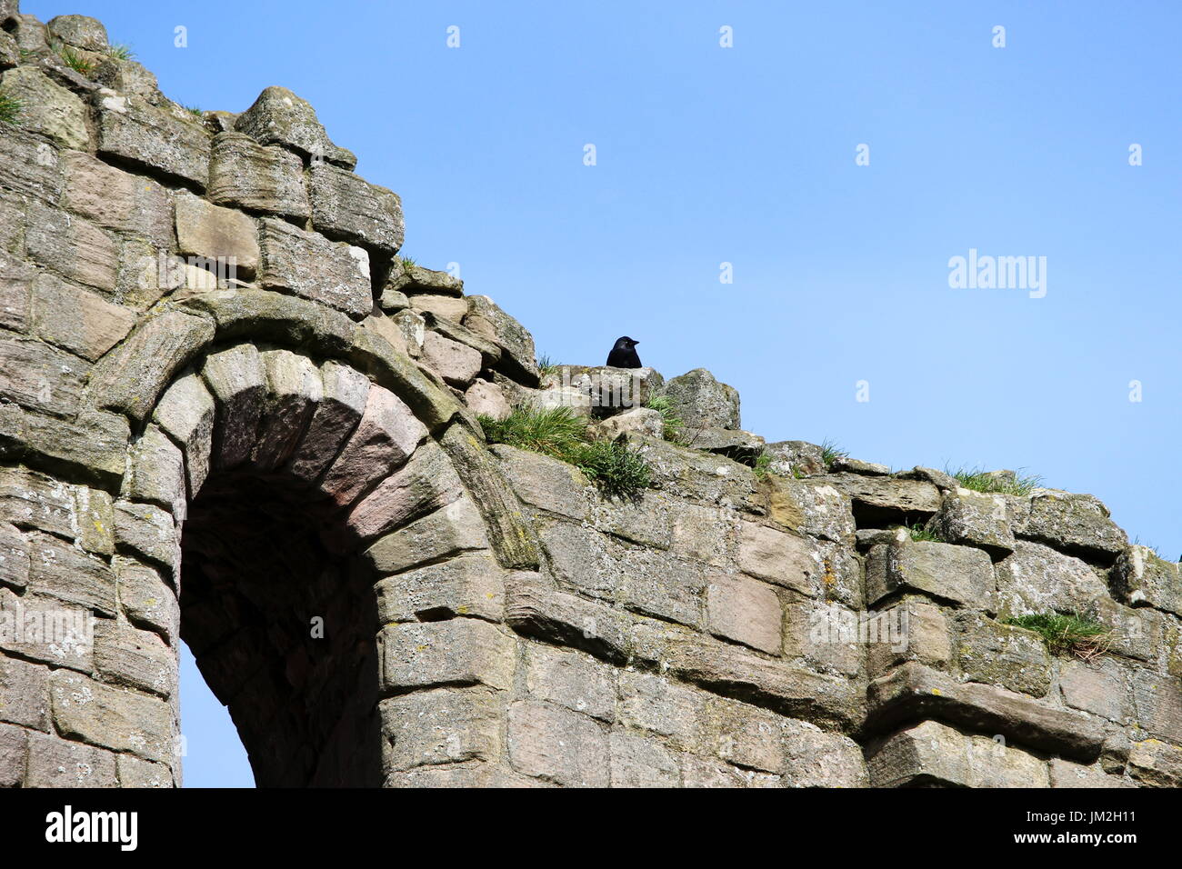 Crow sits on a wall in the crumbling ruins of Fountains Abbey Stock ...