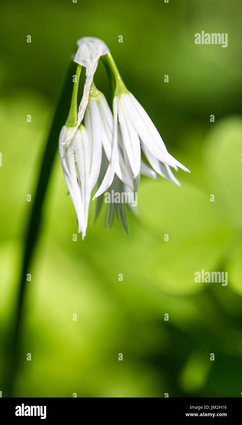 White flower in Gibraltar Botanic Gardens Stock Photo - Alamy