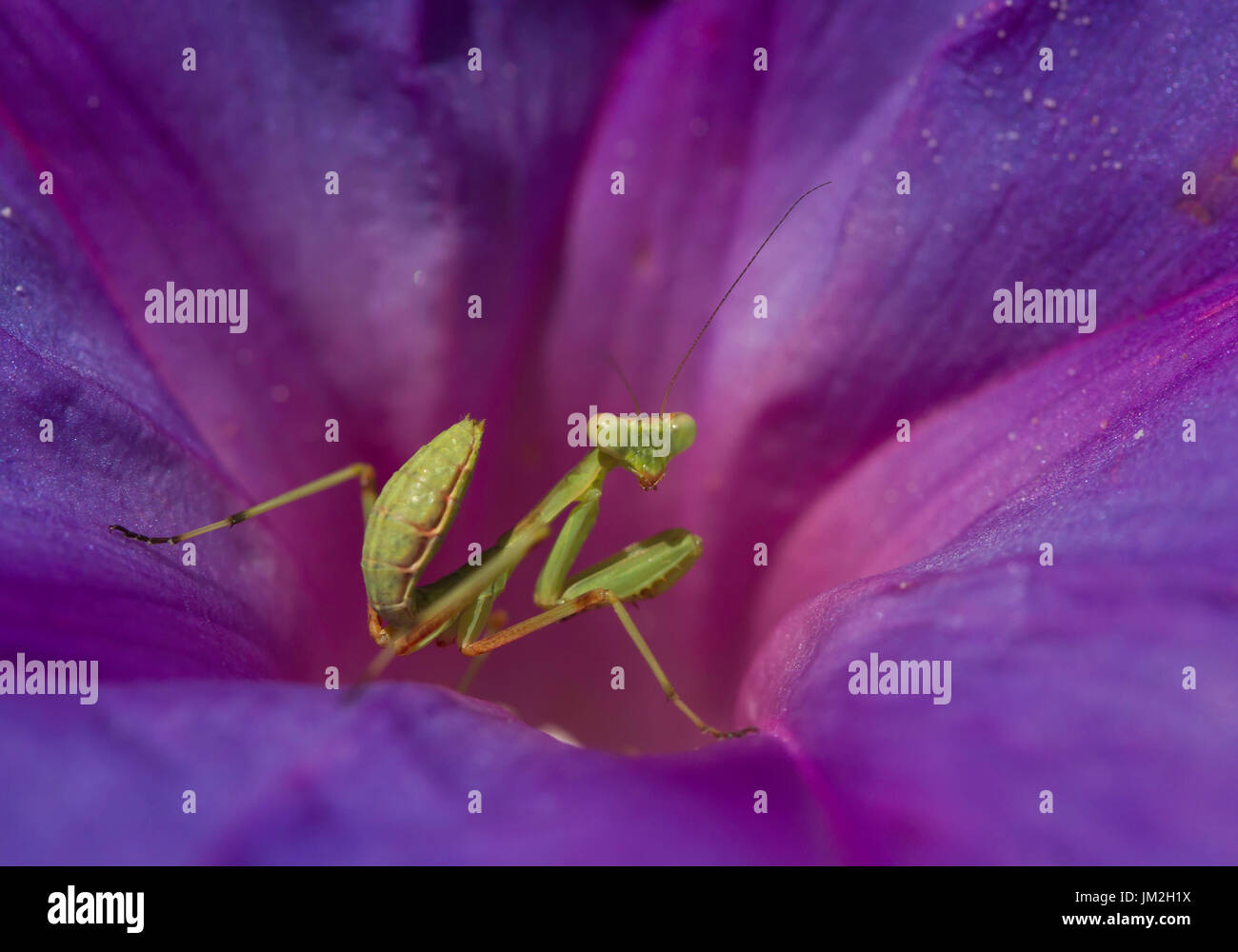 Colourful mantis flower hi-res stock photography and images - Alamy