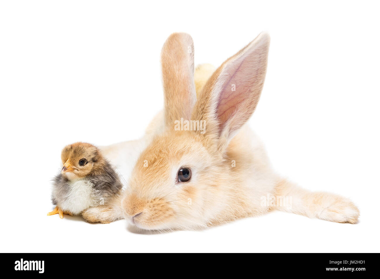 Rabbit and chicken on white background, isolation, Russia Stock Photo ...