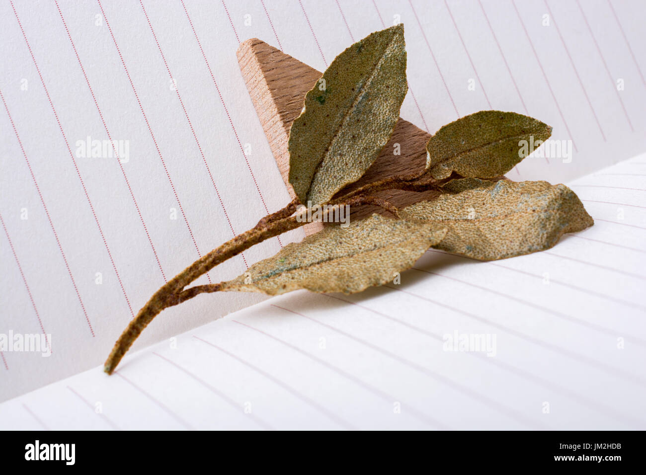 Dry green leaves placed on lined paper Stock Photo - Alamy
