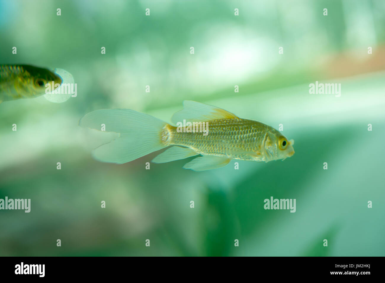 Colorful fish swimming in an aquarium Stock Photo - Alamy