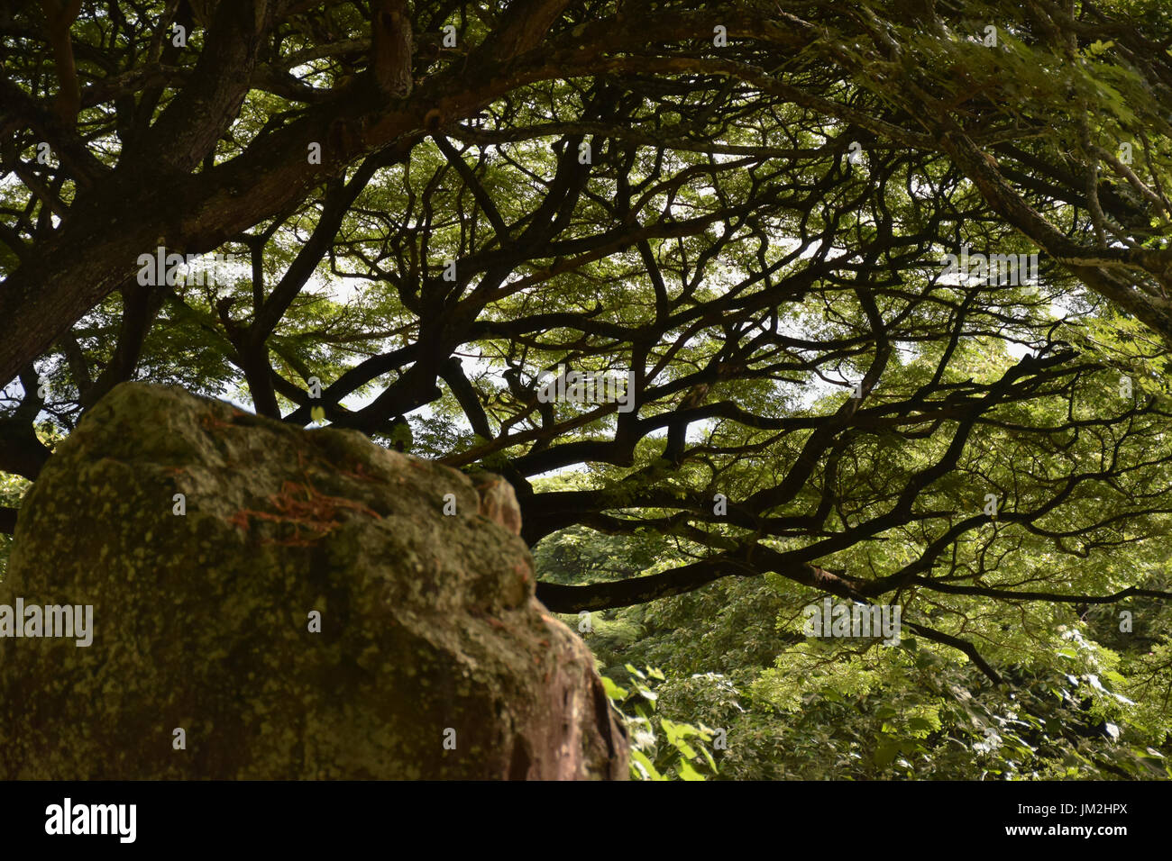 Rock under the tree Stock Photo - Alamy