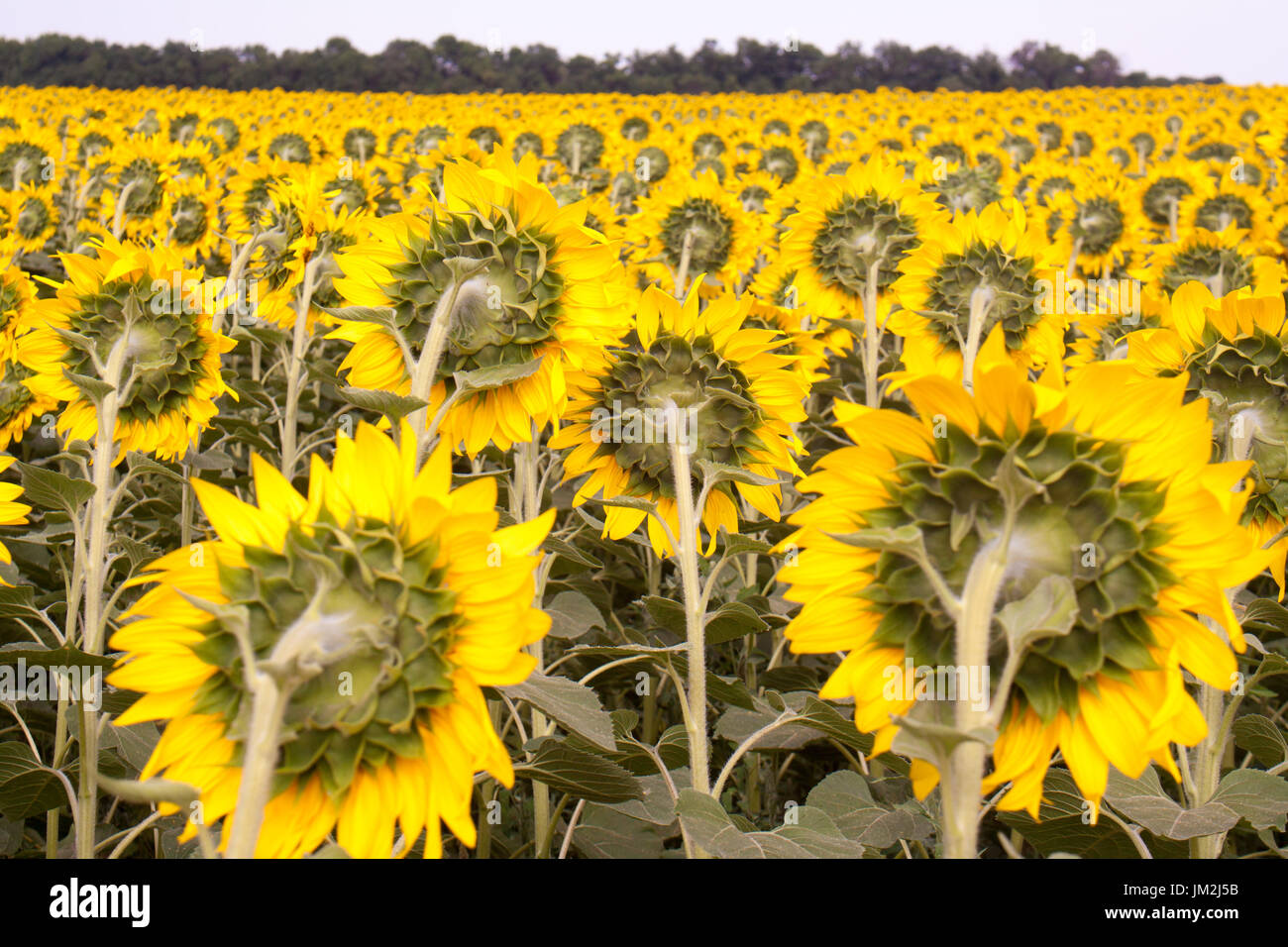 Field of flowering sunflowers bright yellow summer heat sun in each ...