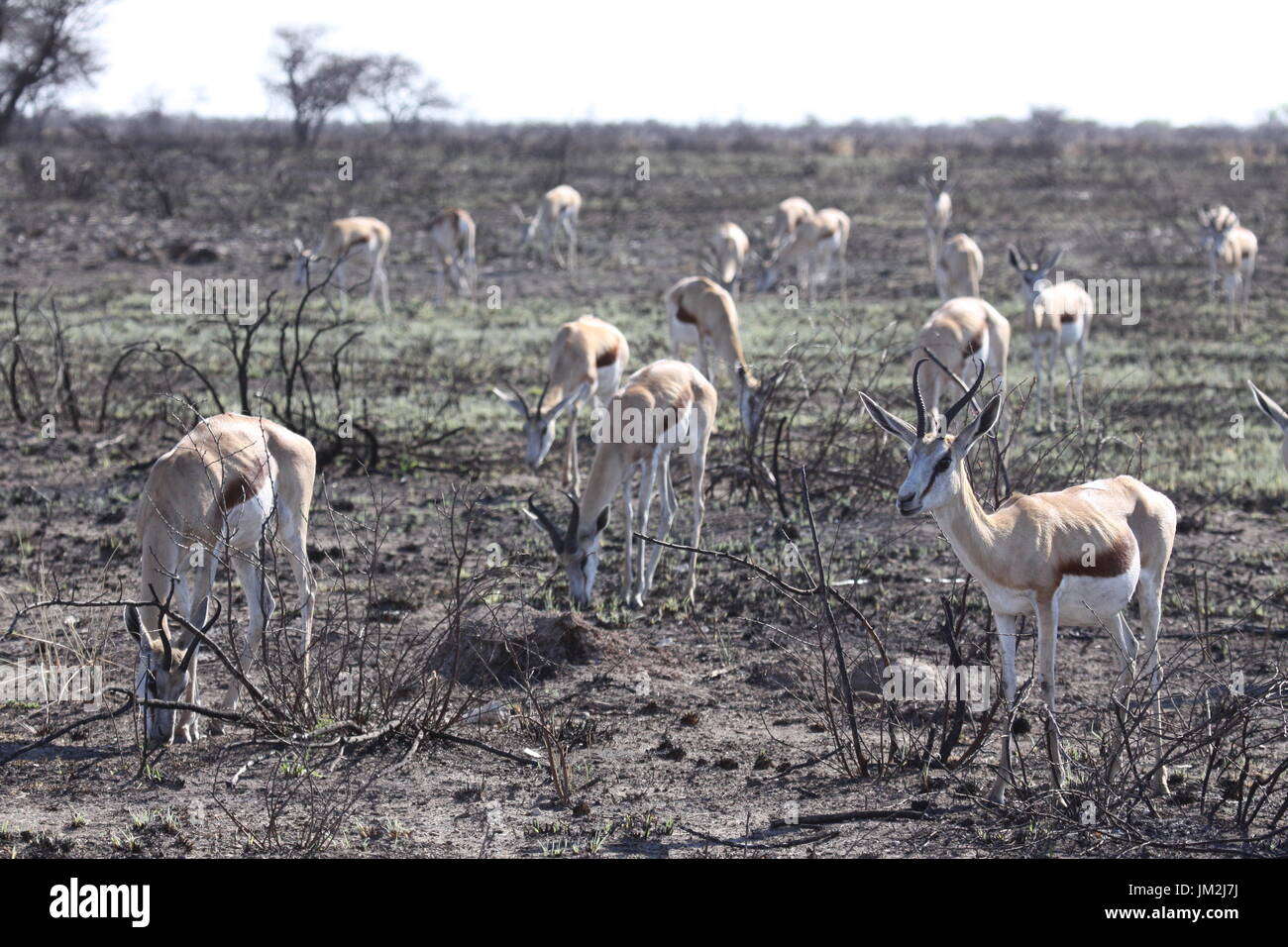Impala in dry Namibia Stock Photo - Alamy