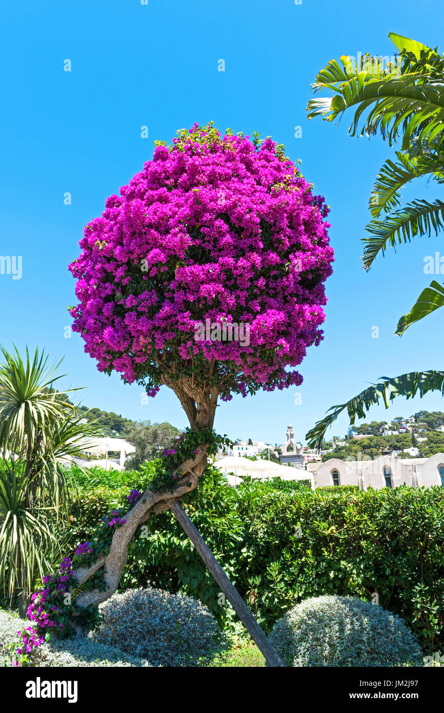A flowering Bougainvillea bush on the island of Capri, Italy Stock ...