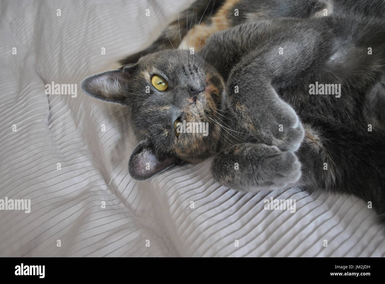 Grey and ginger female cat laying on back Stock Photo - Alamy