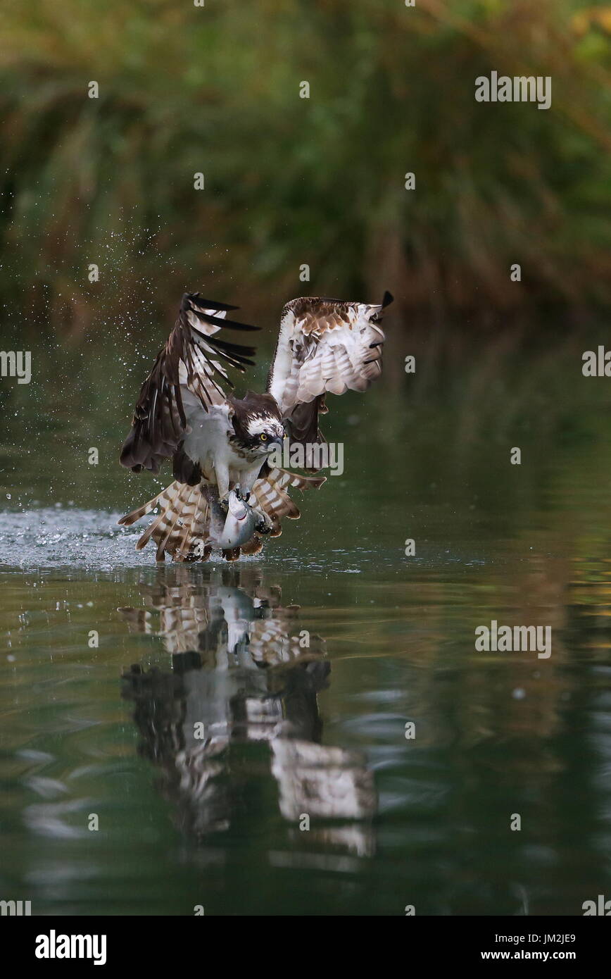 Fishing hawk hi-res stock photography and images - Alamy