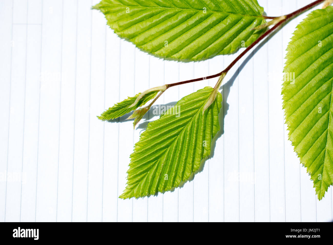 Leaves in hand over a notebook page Stock Photo - Alamy