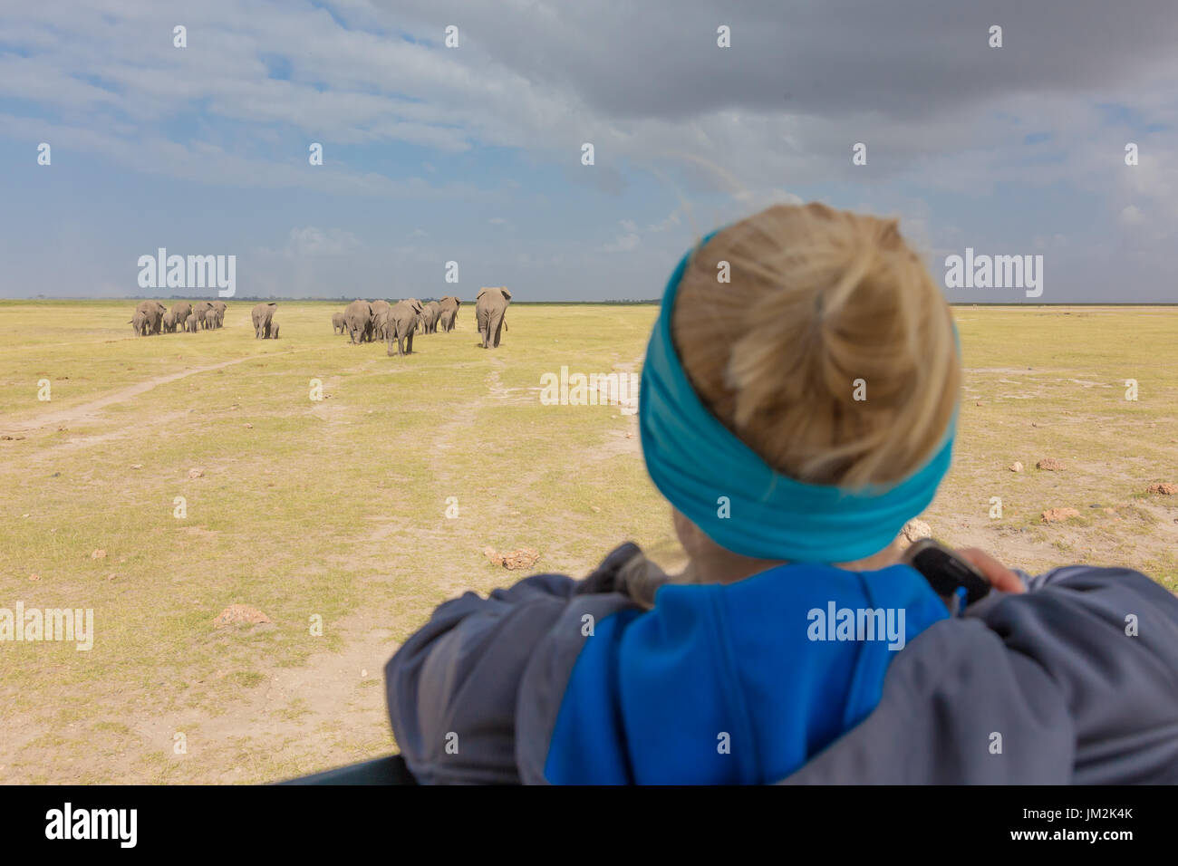 Woman watching herd of elephants on african wildlife safari. Amboseli ...