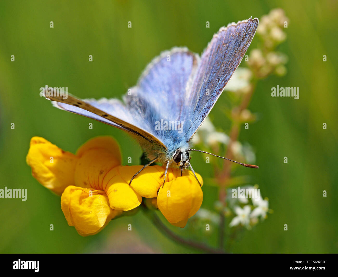 Lotus flower and butterfly hi-res stock photography and images - Alamy