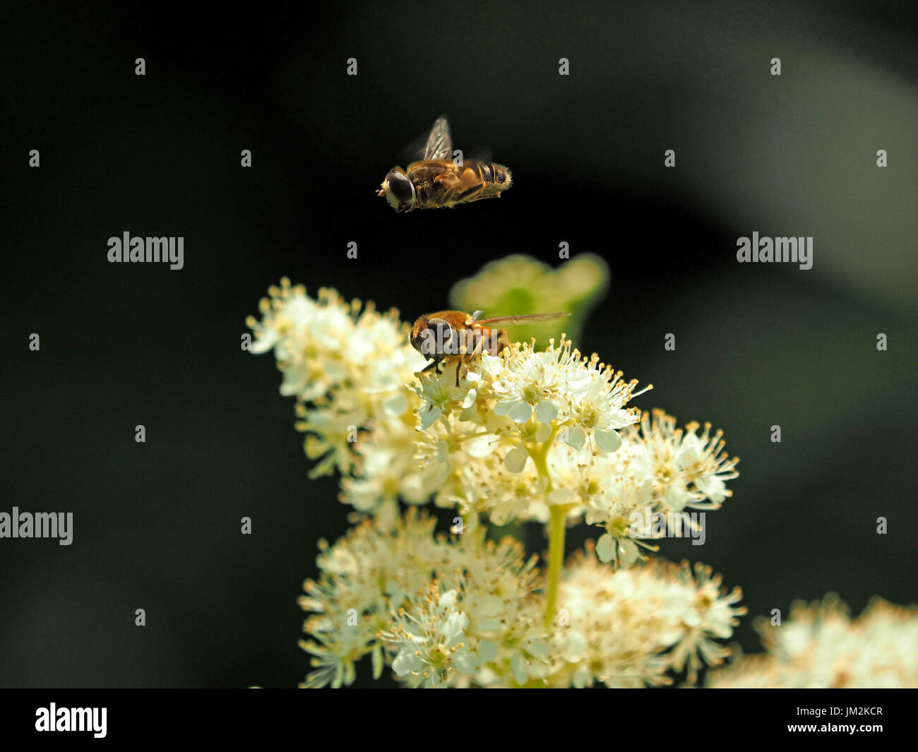 Florae Stock Photos & Florae Stock Images - Alamy
