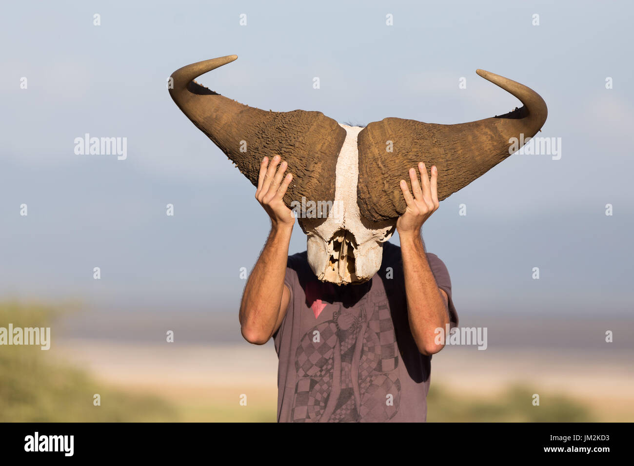 Man holding big african buffalo skull wearing it like a mask in nature ...
