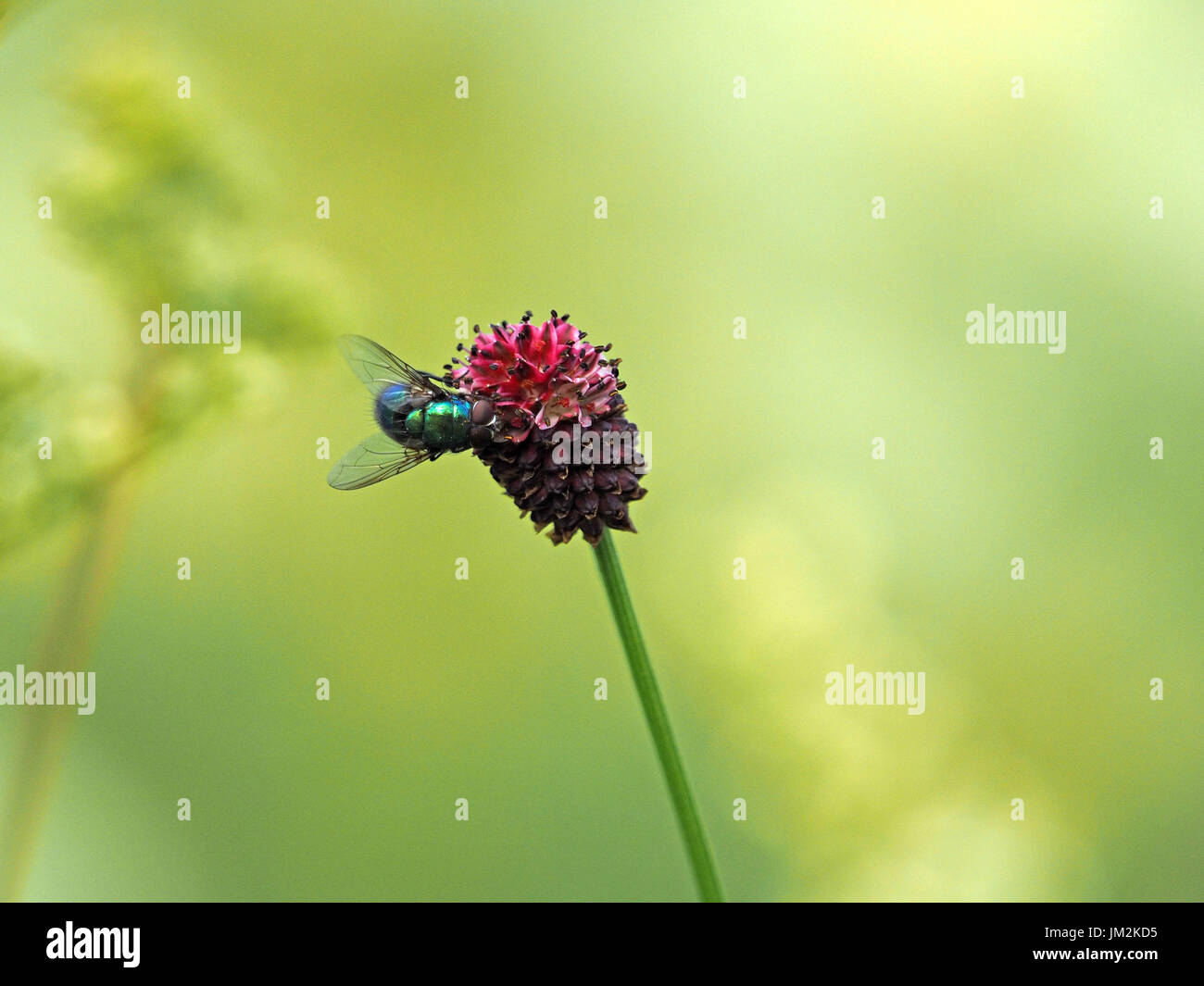 Blowfly flower hi-res stock photography and images - Alamy
