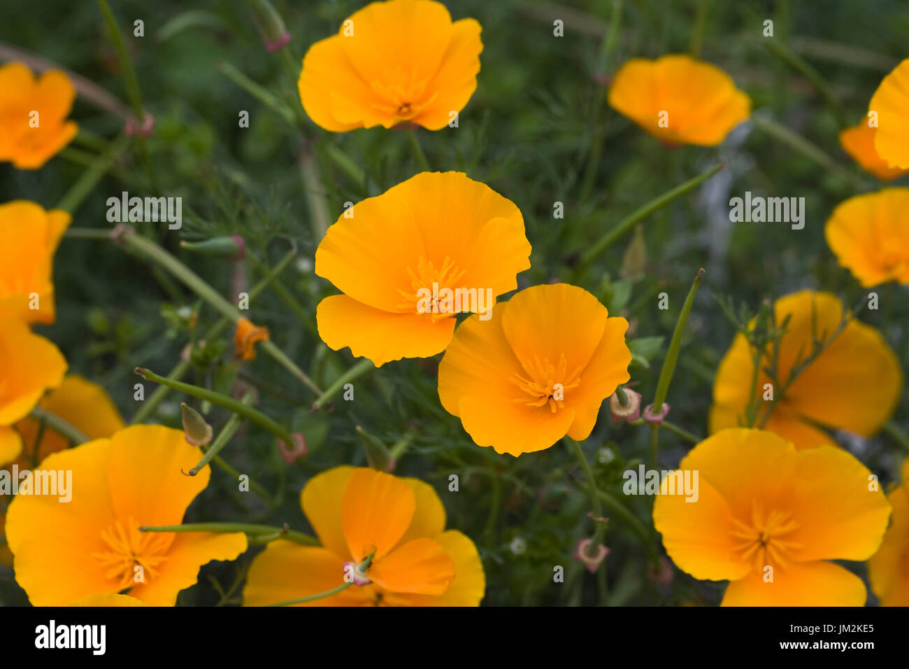 California poppy flowers hi-res stock photography and images - Alamy