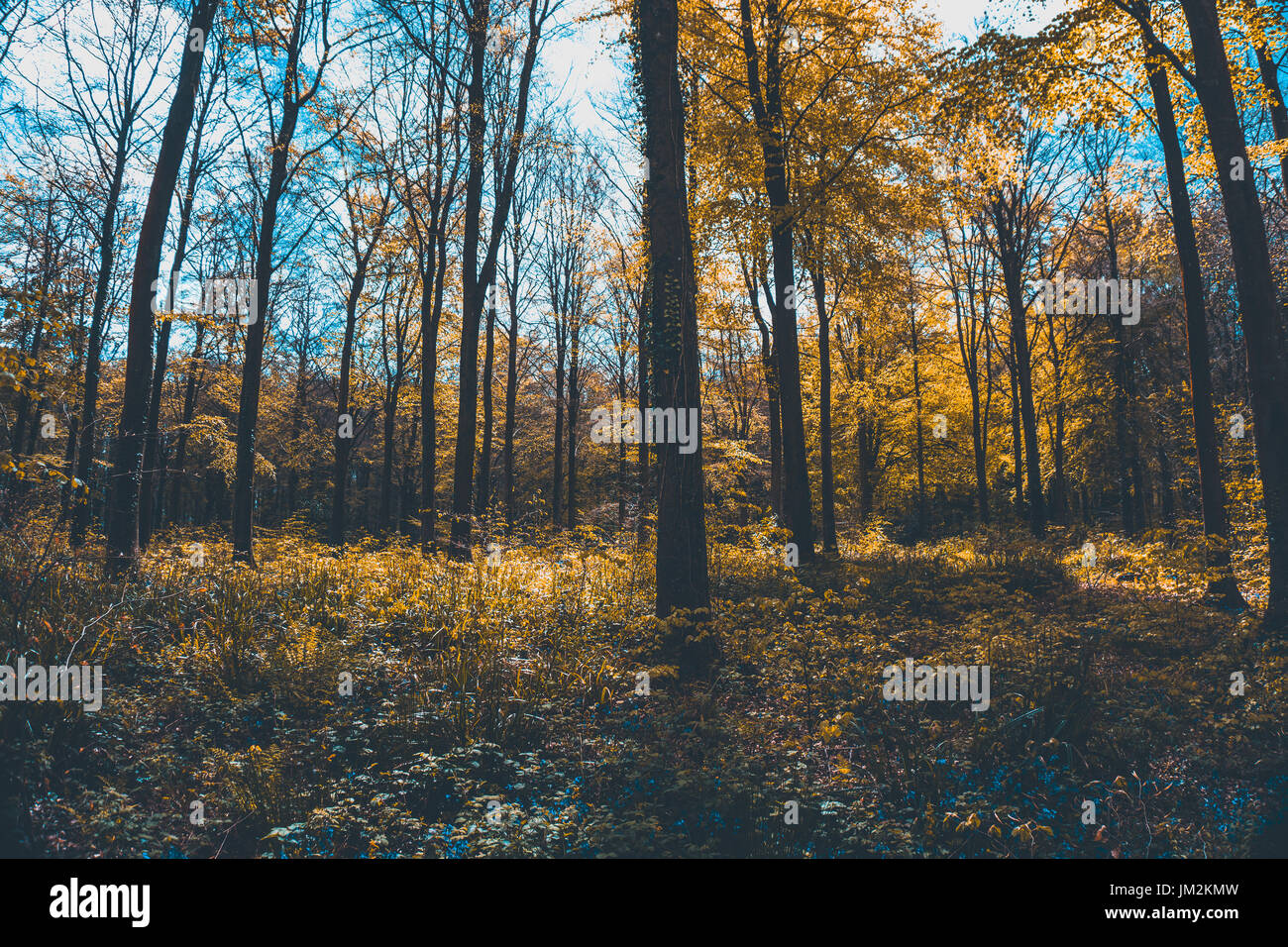 Walking in the woods, english woodland, pictures of trees in longleat ...