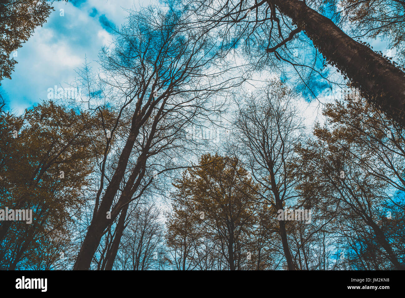 Walking in the woods, english woodland, pictures of trees in longleat ...