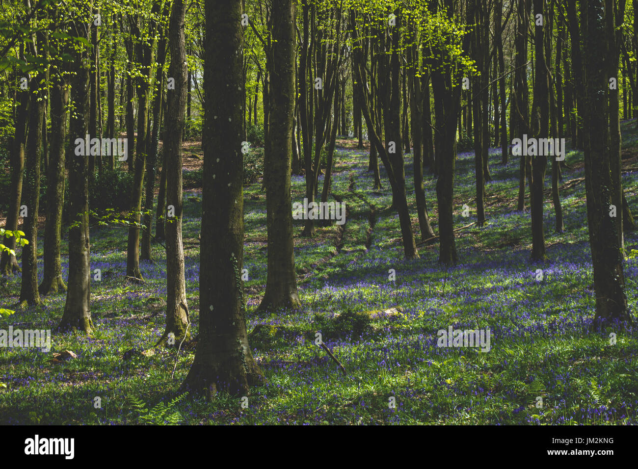 Walking in the woods, english woodland, pictures of trees in longleat ...