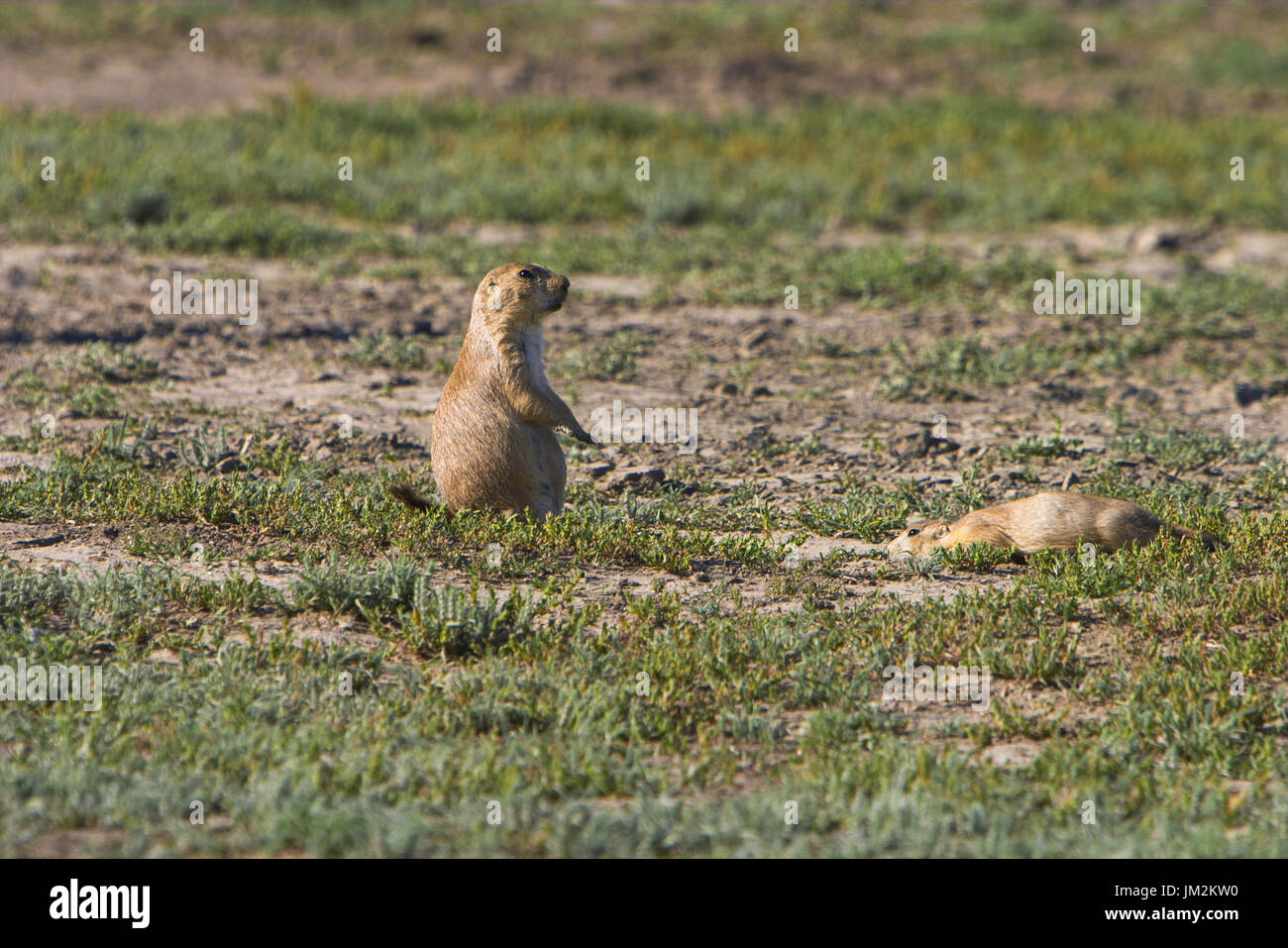 Pair of prairie dogs hi-res stock photography and images - Alamy