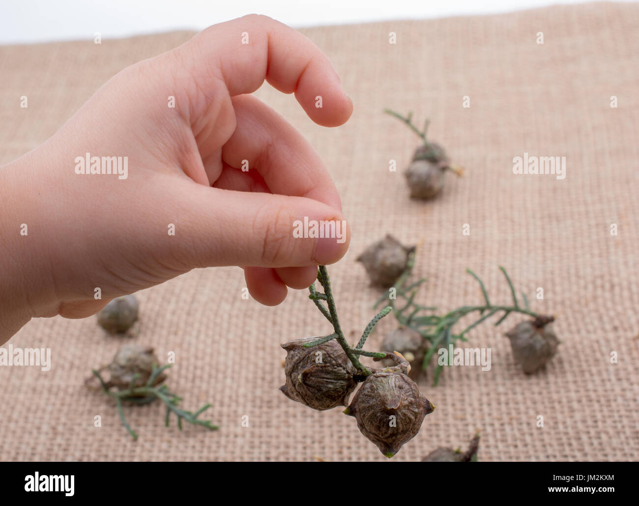 Hand holding pod or capsule in hand on canvas background Stock Photo ...
