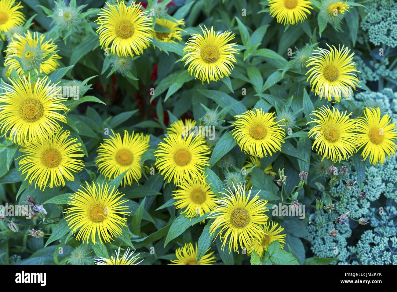 Doronicum orientale leopards bane hi-res stock photography and images ...