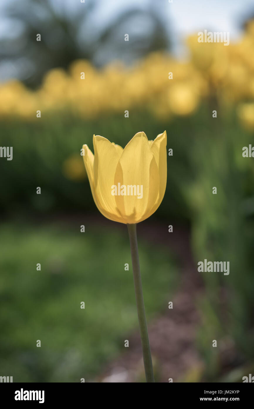 Single Tulip Flower Blooming in Spring Season Stock Photo - Alamy