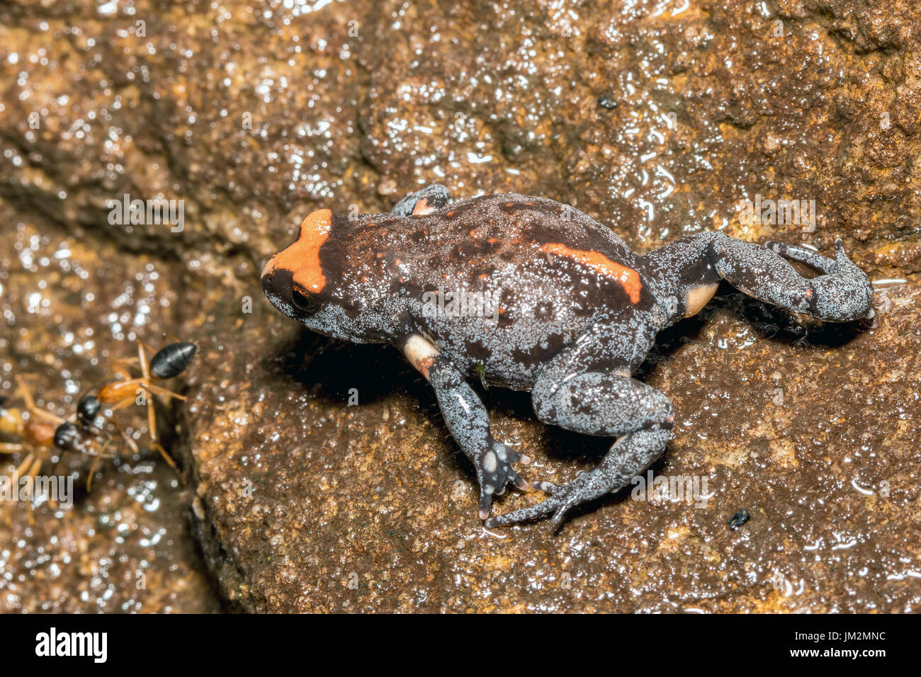 Crowned toadlet hi-res stock photography and images - Alamy