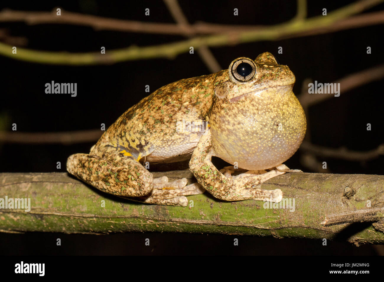 Perons Tree Frog High Resolution Stock Photography and Images - Alamy