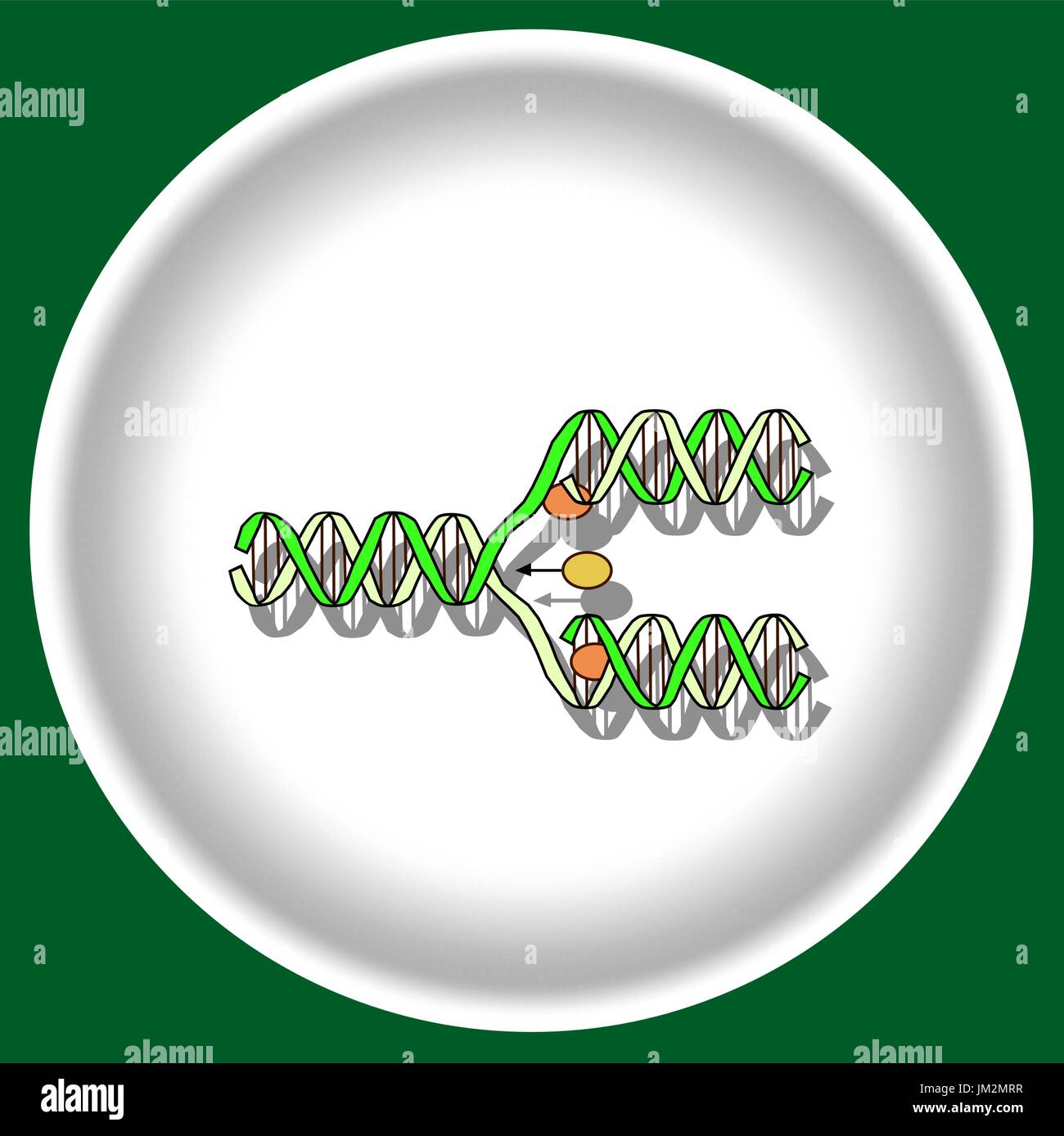 Dna replication computer hi-res stock photography and images - Alamy