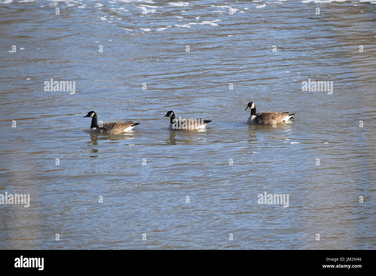 Iowa wildlife hi-res stock photography and images - Alamy