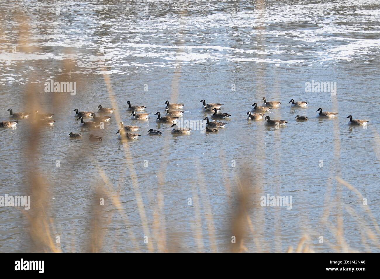 Iowa wildlife hi-res stock photography and images - Alamy