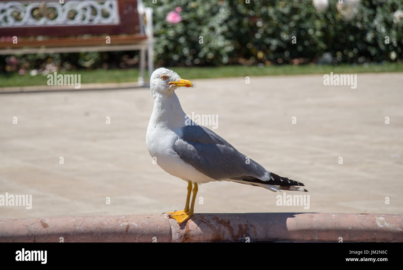 Single seagull in the street as a background Stock Photo - Alamy