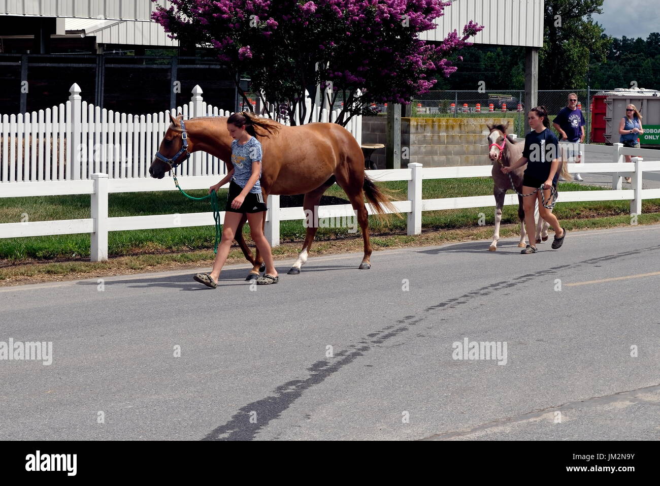 Walking the Horses Stock Photo - Alamy