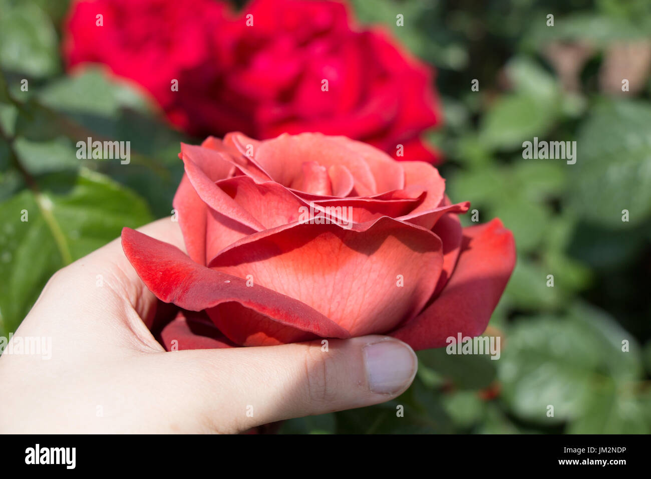 Hand holding a colorful Rose Flower Stock Photo - Alamy