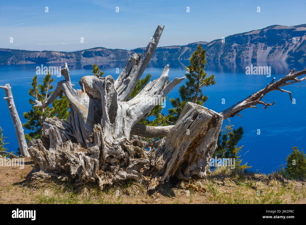 A tree trunk in Crater Lake National Park in Oregon Stock Photo - Alamy
