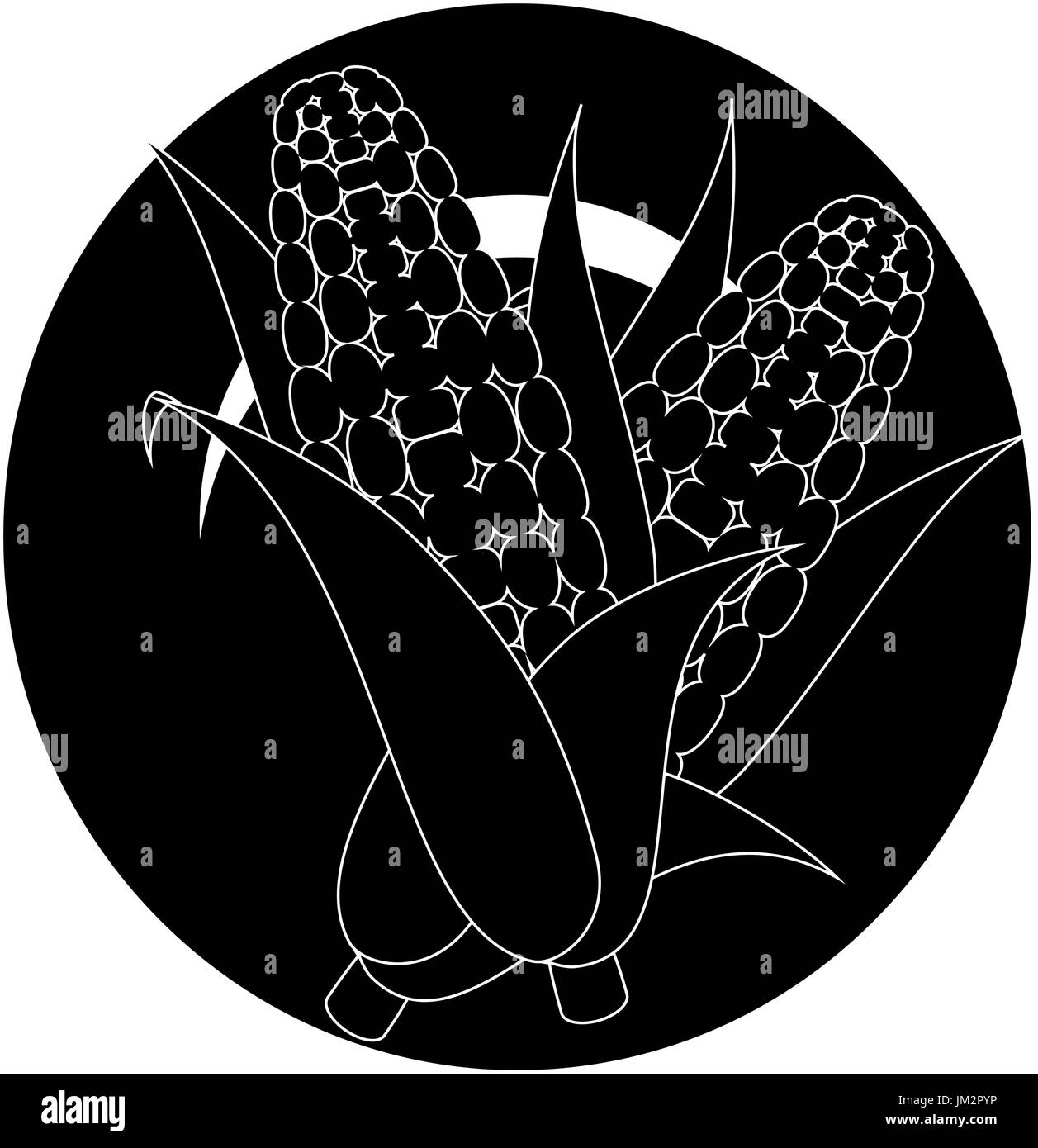 Two corn maize plant Black and White Stock Photos & Images - Alamy