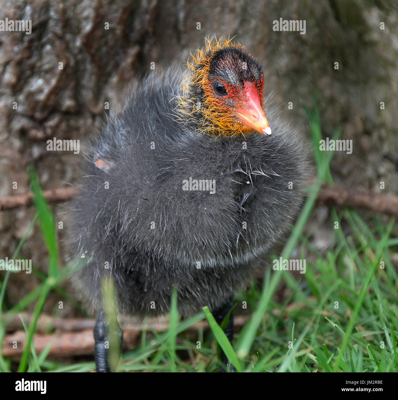 Young bird with parents hi-res stock photography and images - Alamy